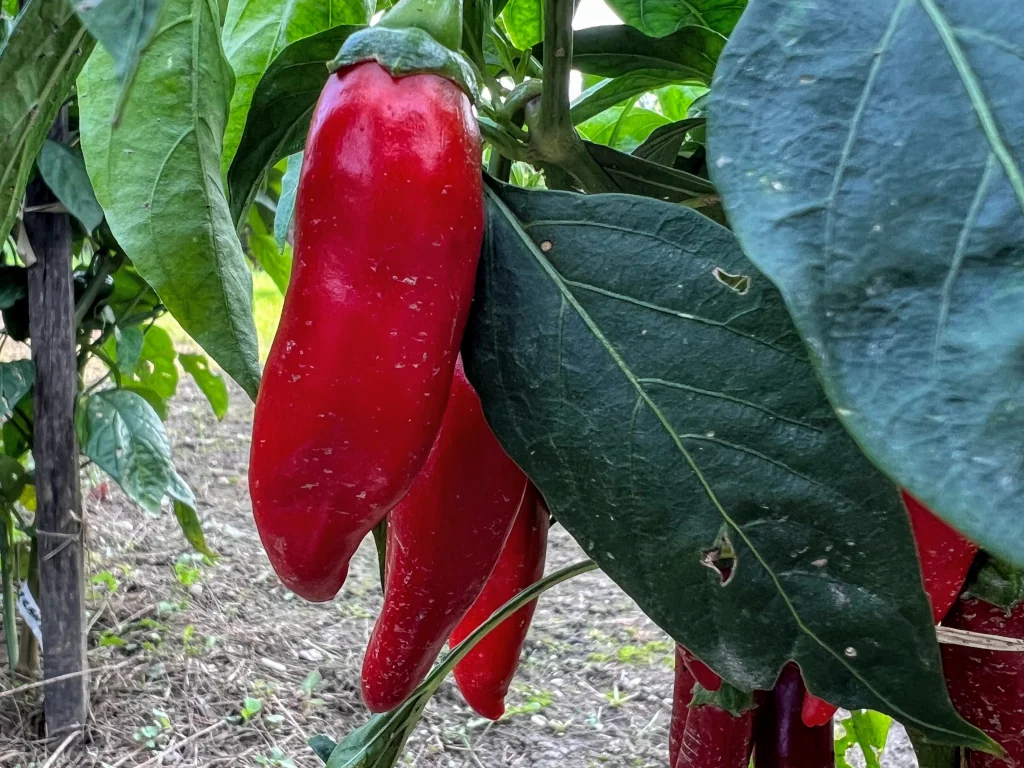 Cayenne Pepper – Unlocking the Spicy Secret ⋆ Zack's